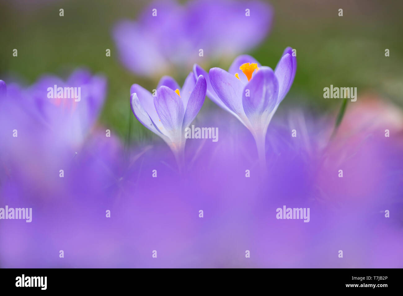 Early Crocus, Crocus tomassinianus Stock Photo - Alamy