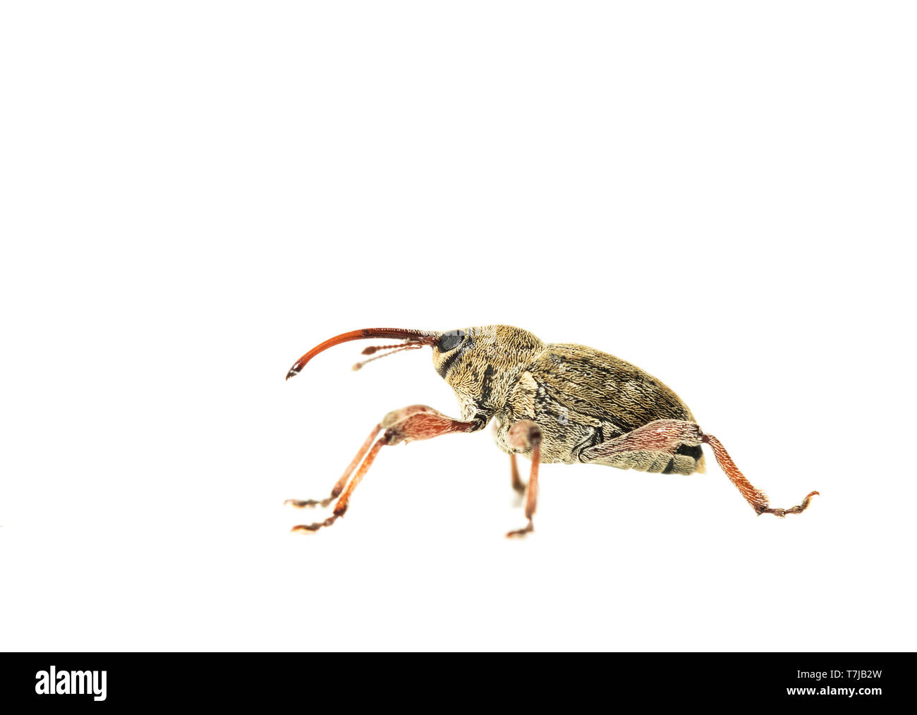 Grote eikelboorder hi-res stock photography and images - Alamy