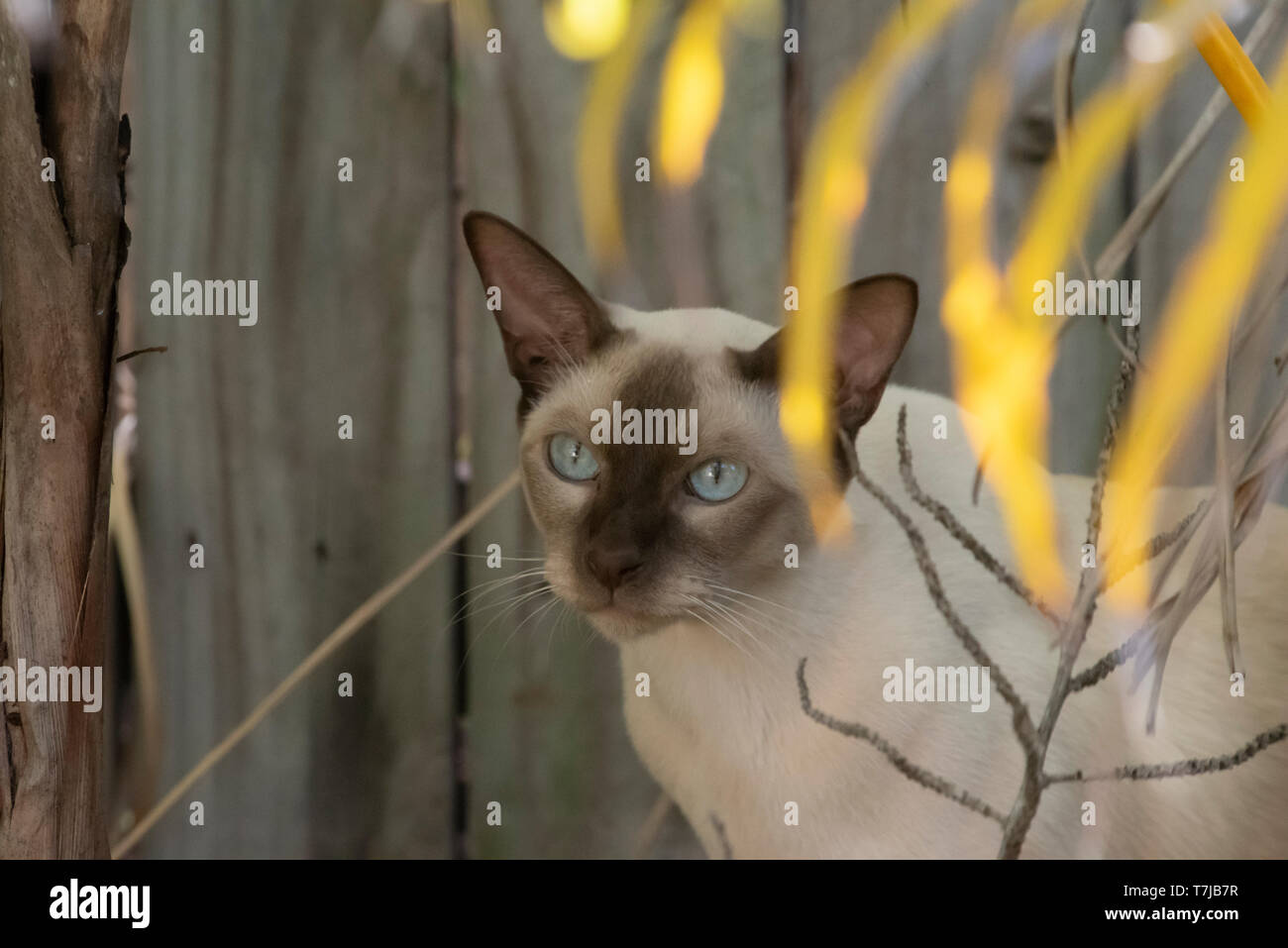 Slender and muscular cat hi-res stock photography and images - Alamy