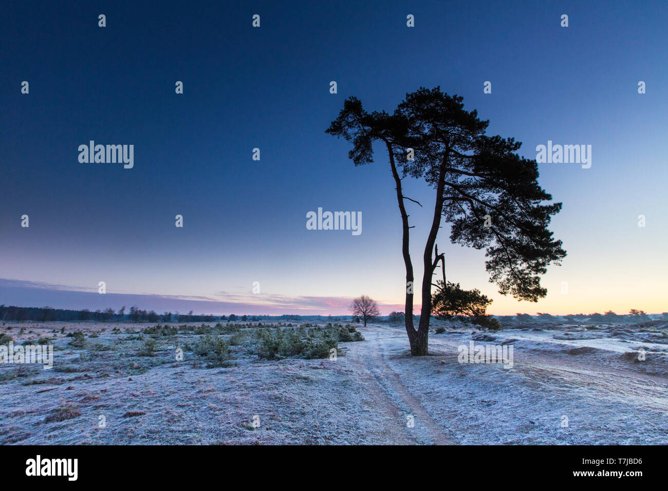 Winter landscape Drents Friese Wold Stock Photo - Alamy