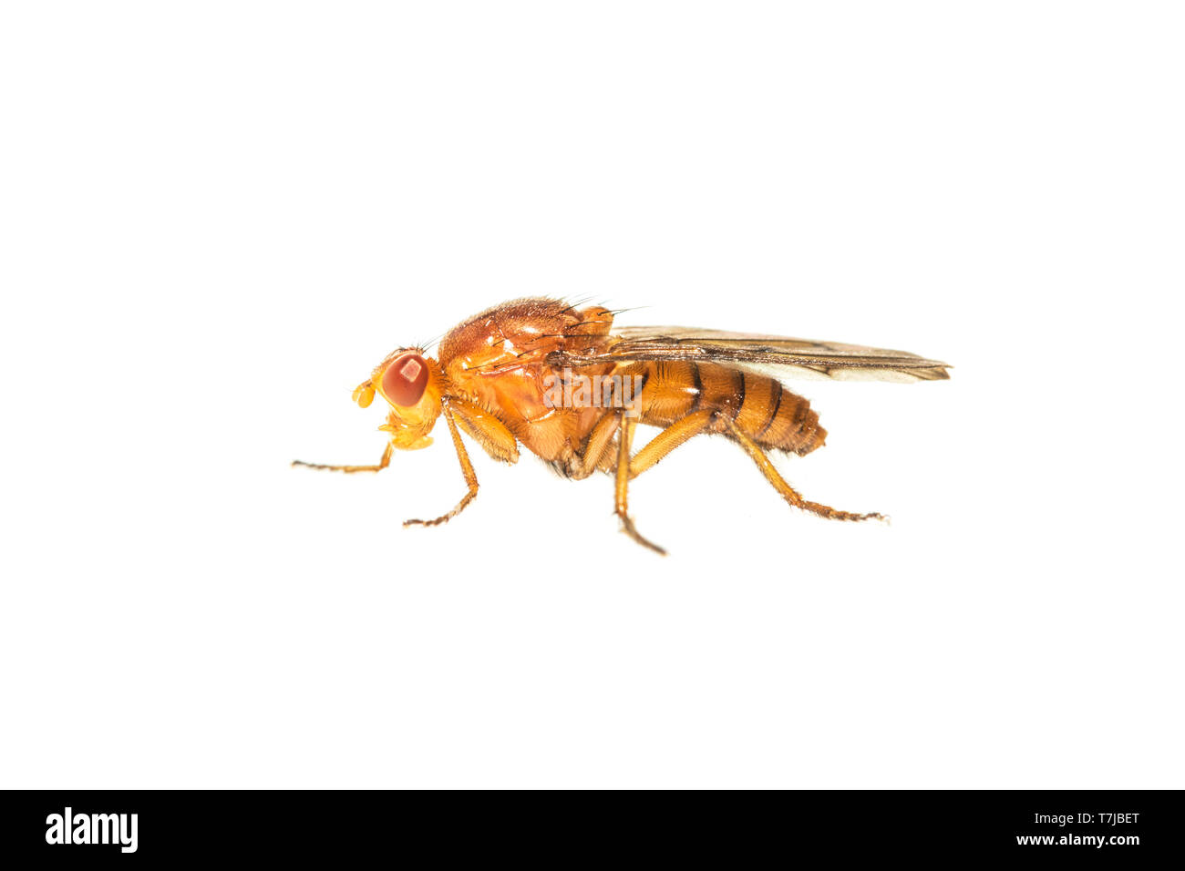 Dryomyza anilis fly Stock Photo - Alamy