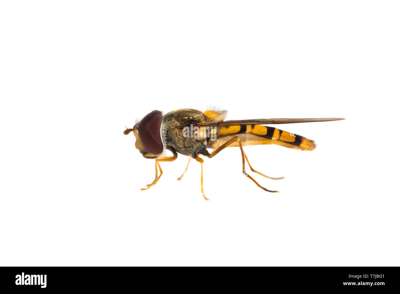 Episyrphus balteatus white background hi-res stock photography and ...