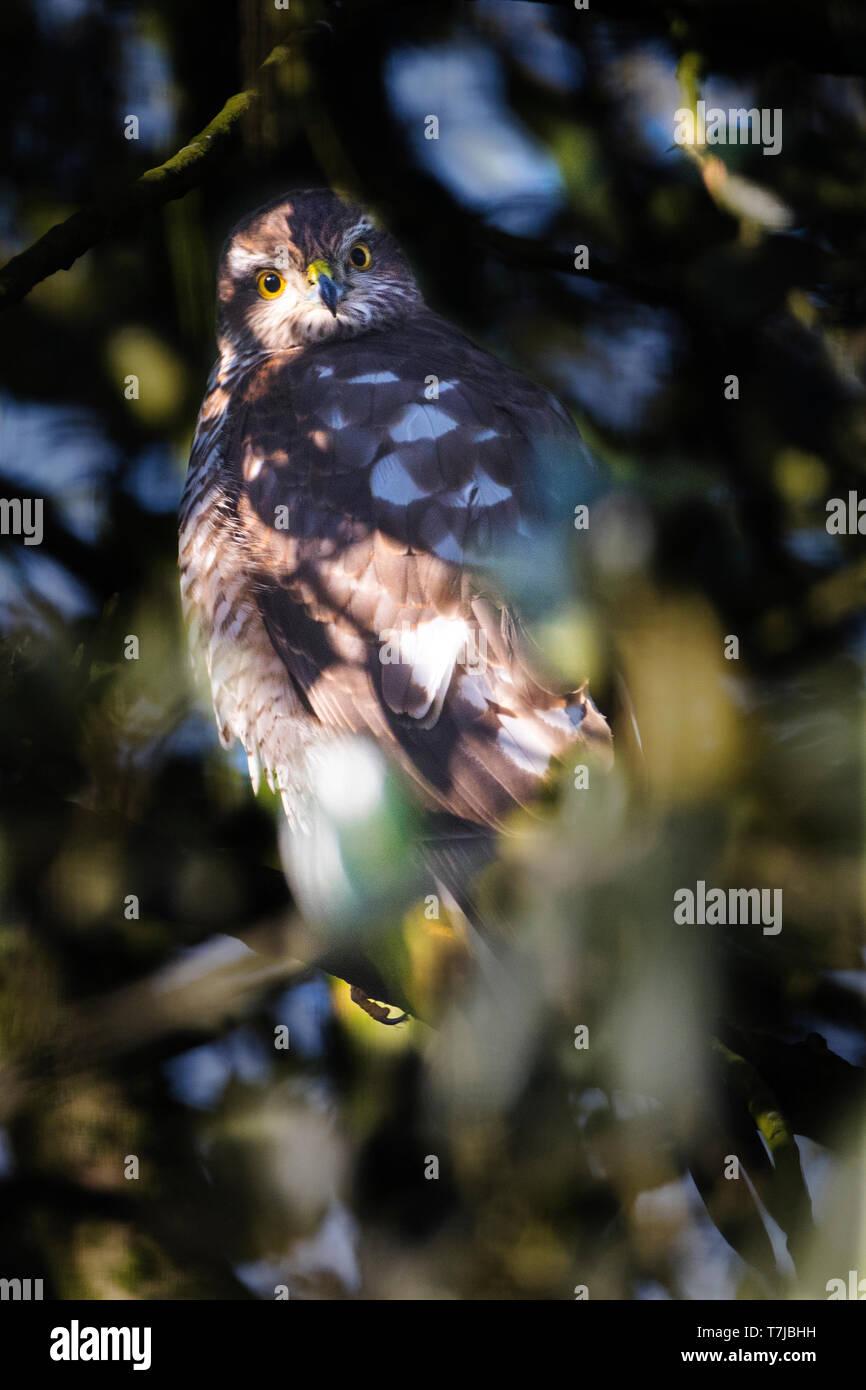 Male eurasian sparrowhawk in a tree hi-res stock photography and images ...