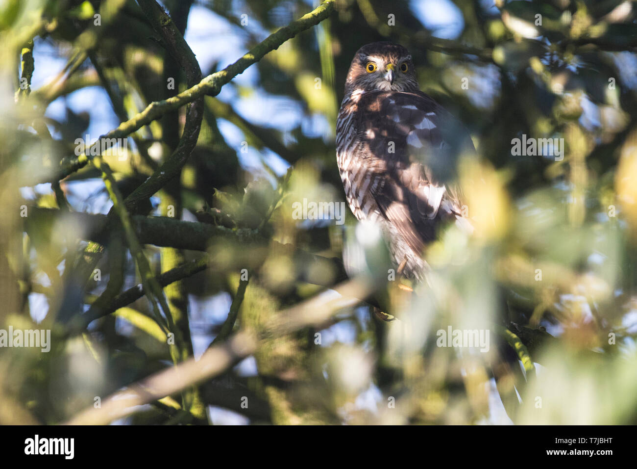 Male holly tree hi-res stock photography and images - Alamy