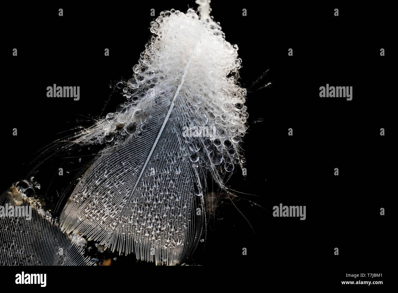 Feathers floating on the water Stock Photo - Alamy