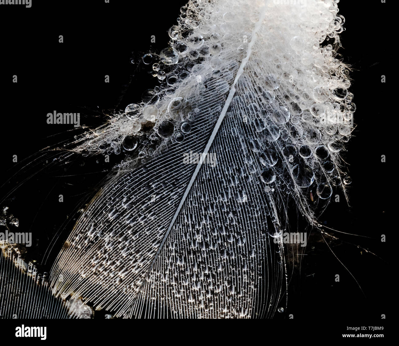 Feathers floating on the water Stock Photo - Alamy