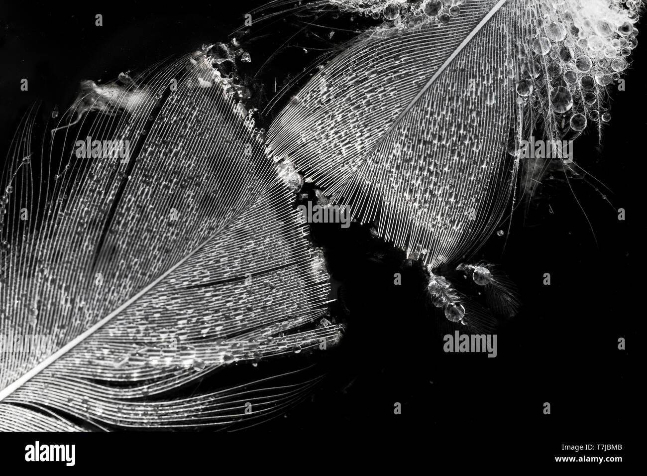 Feathers floating on the water Stock Photo - Alamy