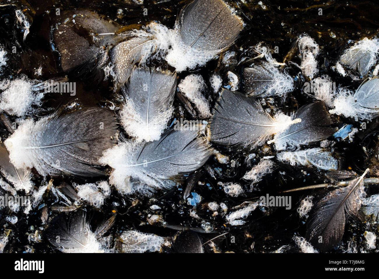 Feathers floating on the water Stock Photo - Alamy