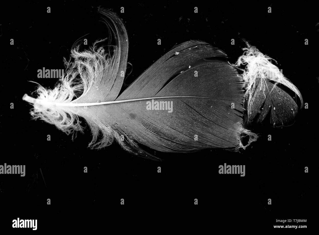 Feathers floating on the water Stock Photo - Alamy