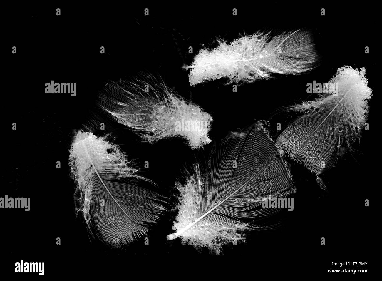 Feathers on surface Black and White Stock Photos & Images - Alamy