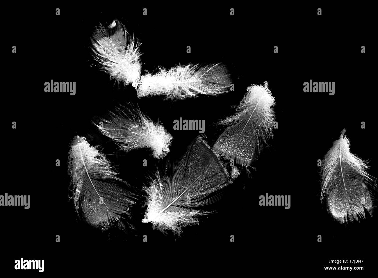 Feathers floating on the water Stock Photo - Alamy