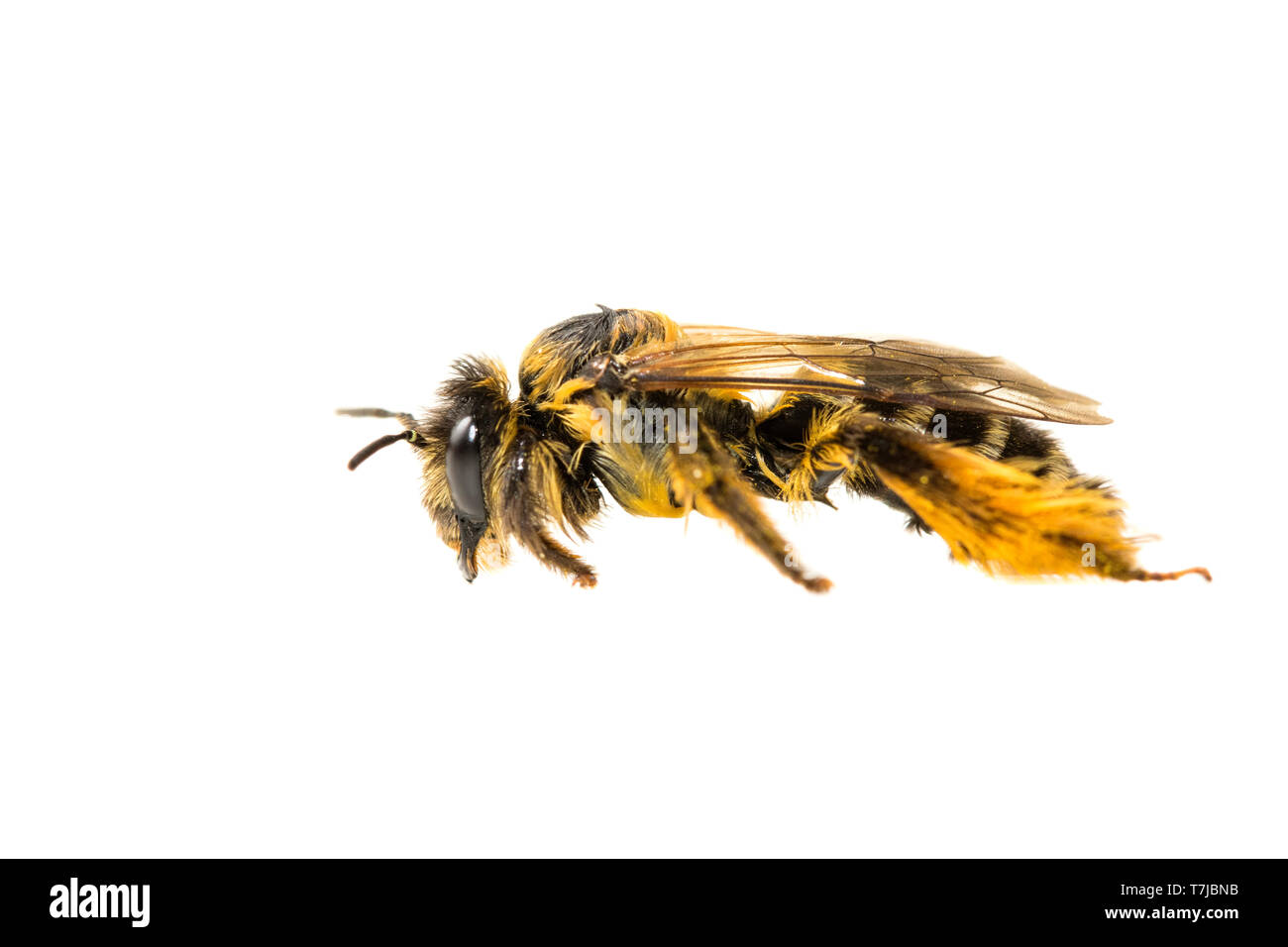 Female Pantaloon Bee Stock Photo - Alamy