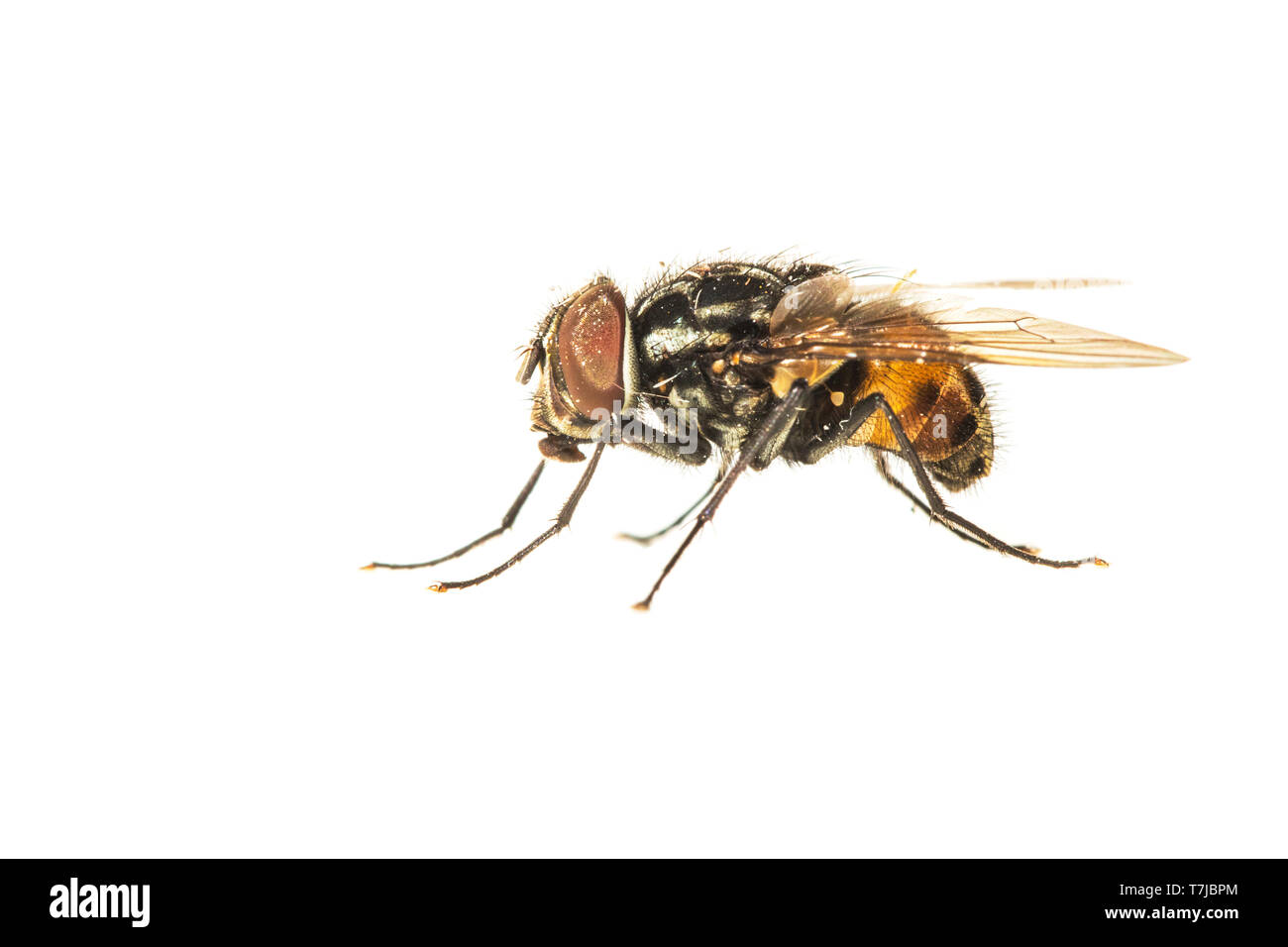 Male Graphomya maculata Stock Photo - Alamy