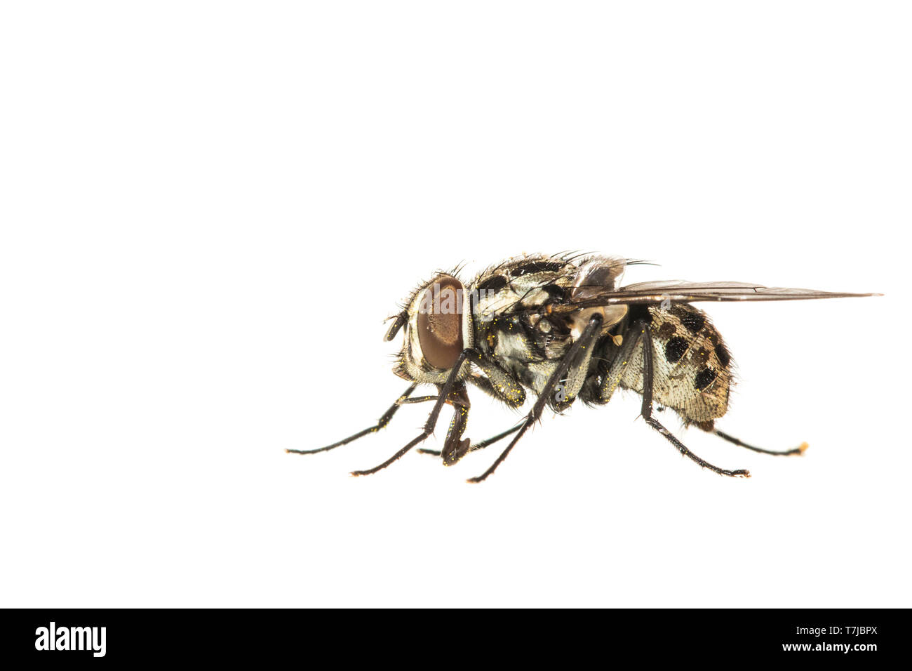 Maculata cutout hi-res stock photography and images - Alamy
