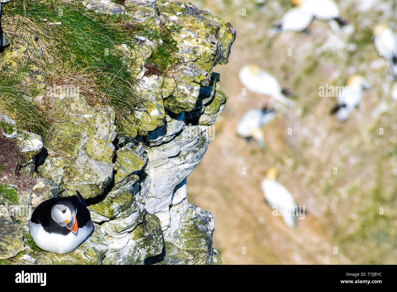 Puffin nesting hi-res stock photography and images - Alamy