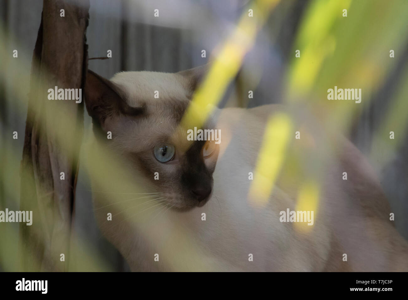 cat in a suburban garden Stock Photo - Alamy