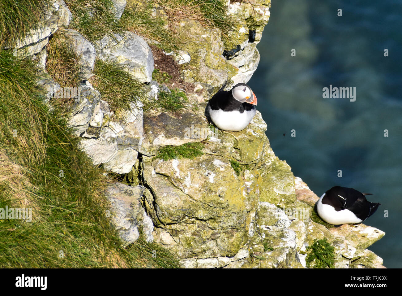 Beautiful puffin hi-res stock photography and images - Alamy
