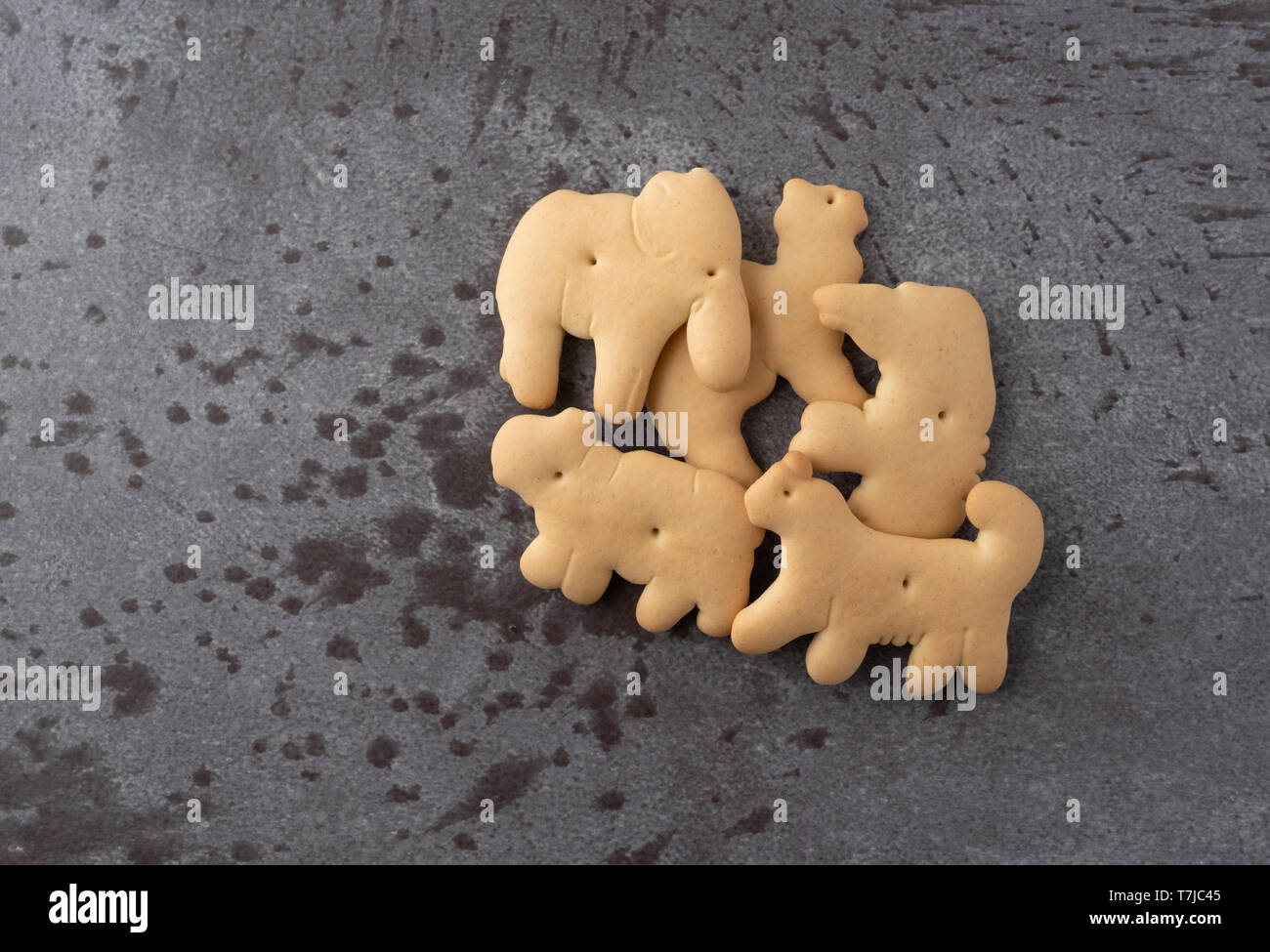 Top view of elephant, hippopotamus, buffalo, sheep and camel shaped ...