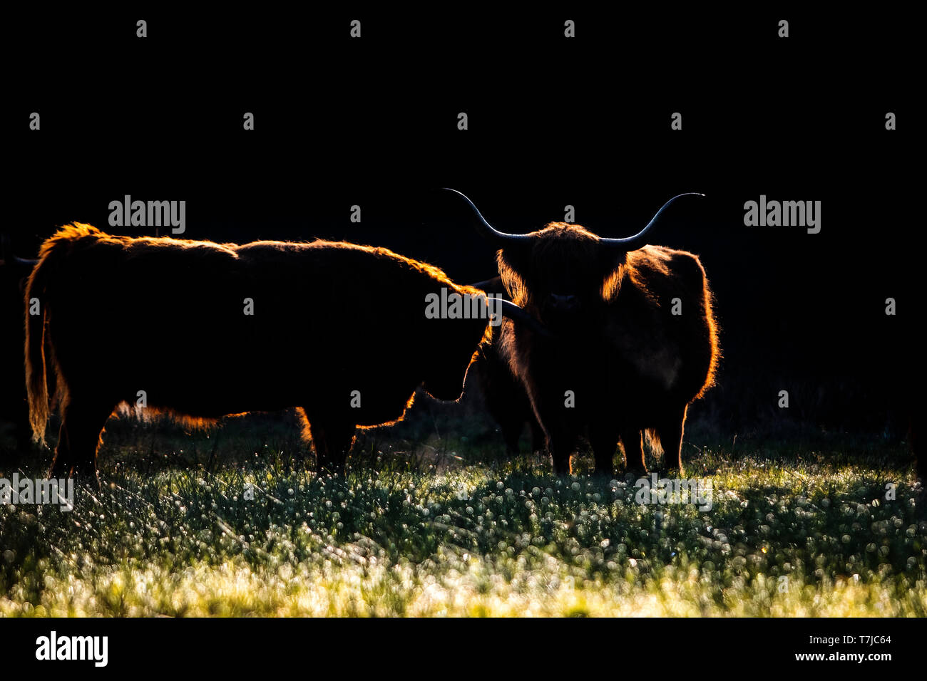 Highland Cow, Bos taurus ss Stock Photo - Alamy