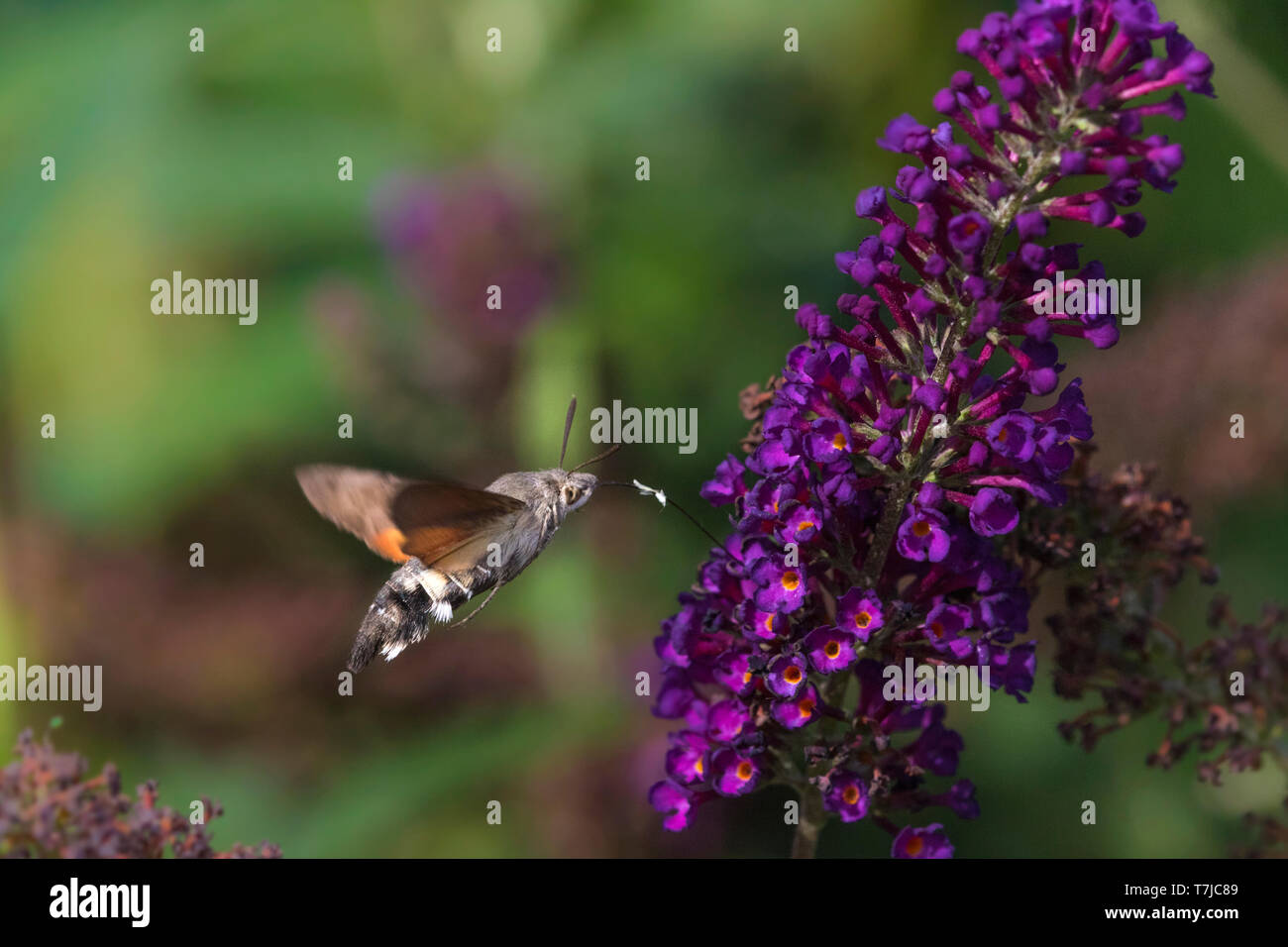 Hummingbird hawk moth buddleja hi-res stock photography and images - Alamy