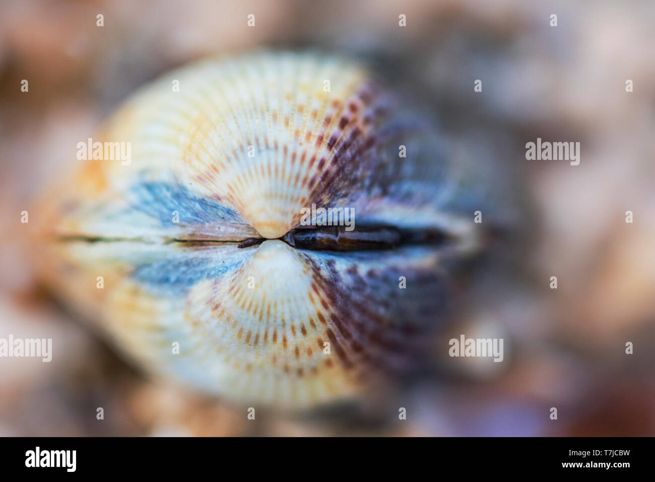 Berberecho cerastoderma edule hi-res stock photography and images - Alamy