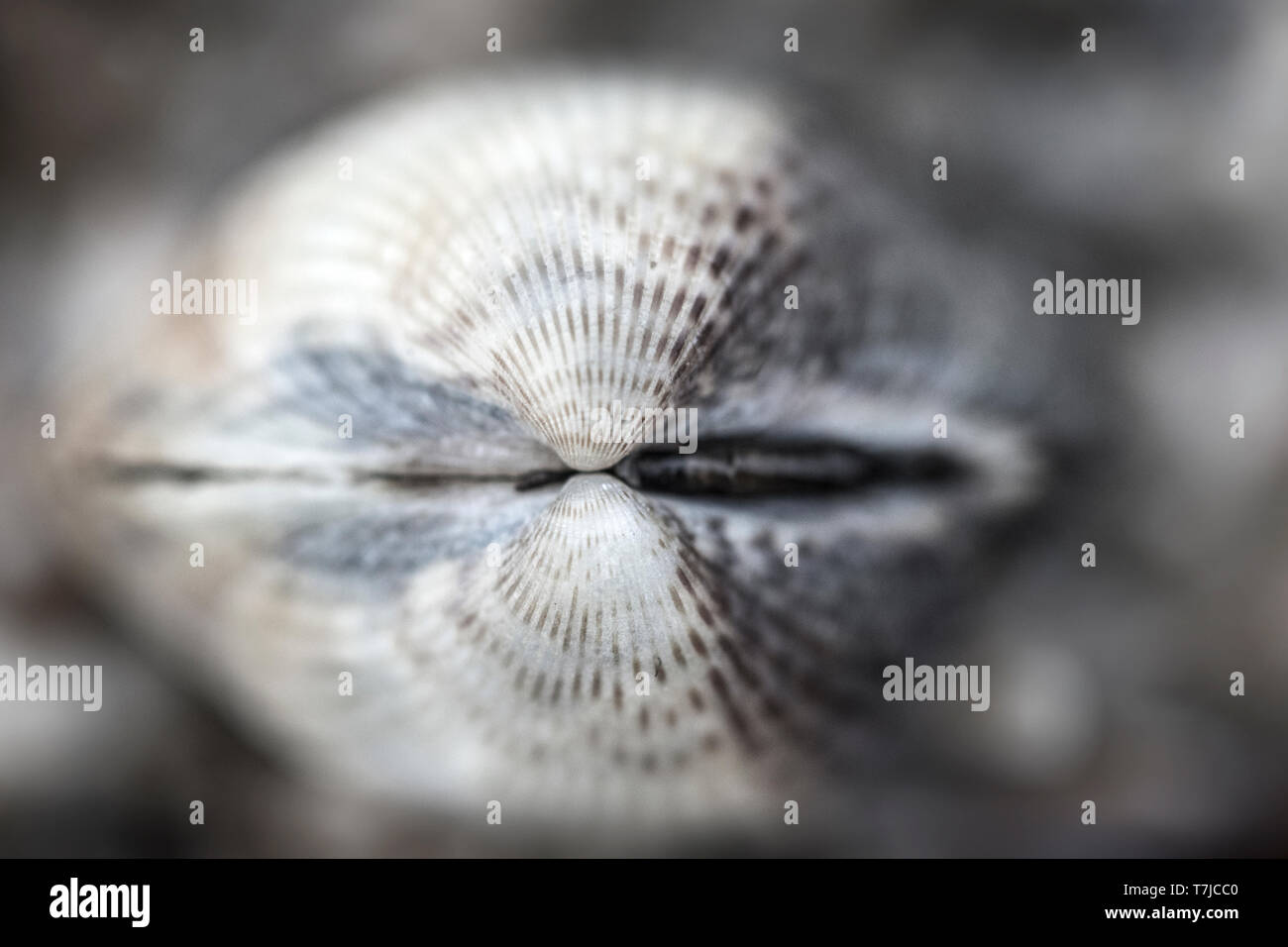 Empty shell of a Common Cockle Stock Photo - Alamy