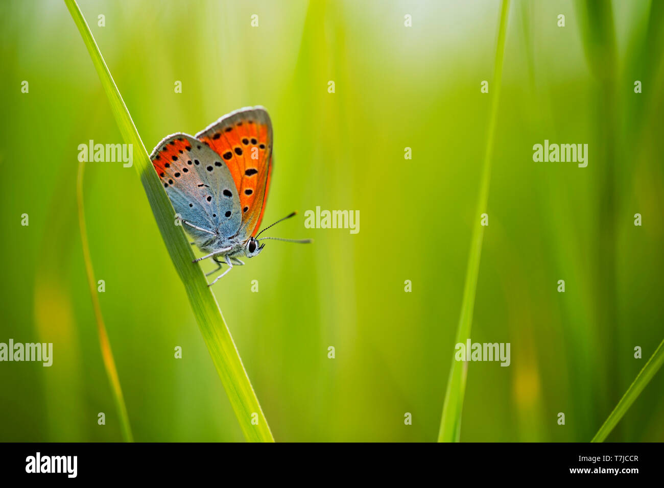 Male Large Copper Stock Photo - Alamy