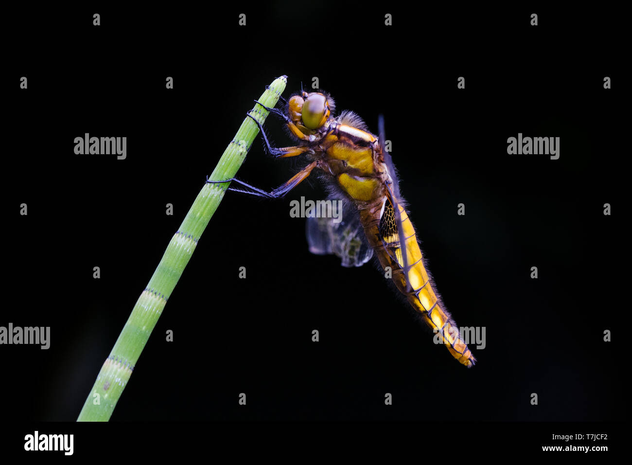 Female Broad-bodied Chaser Stock Photo - Alamy