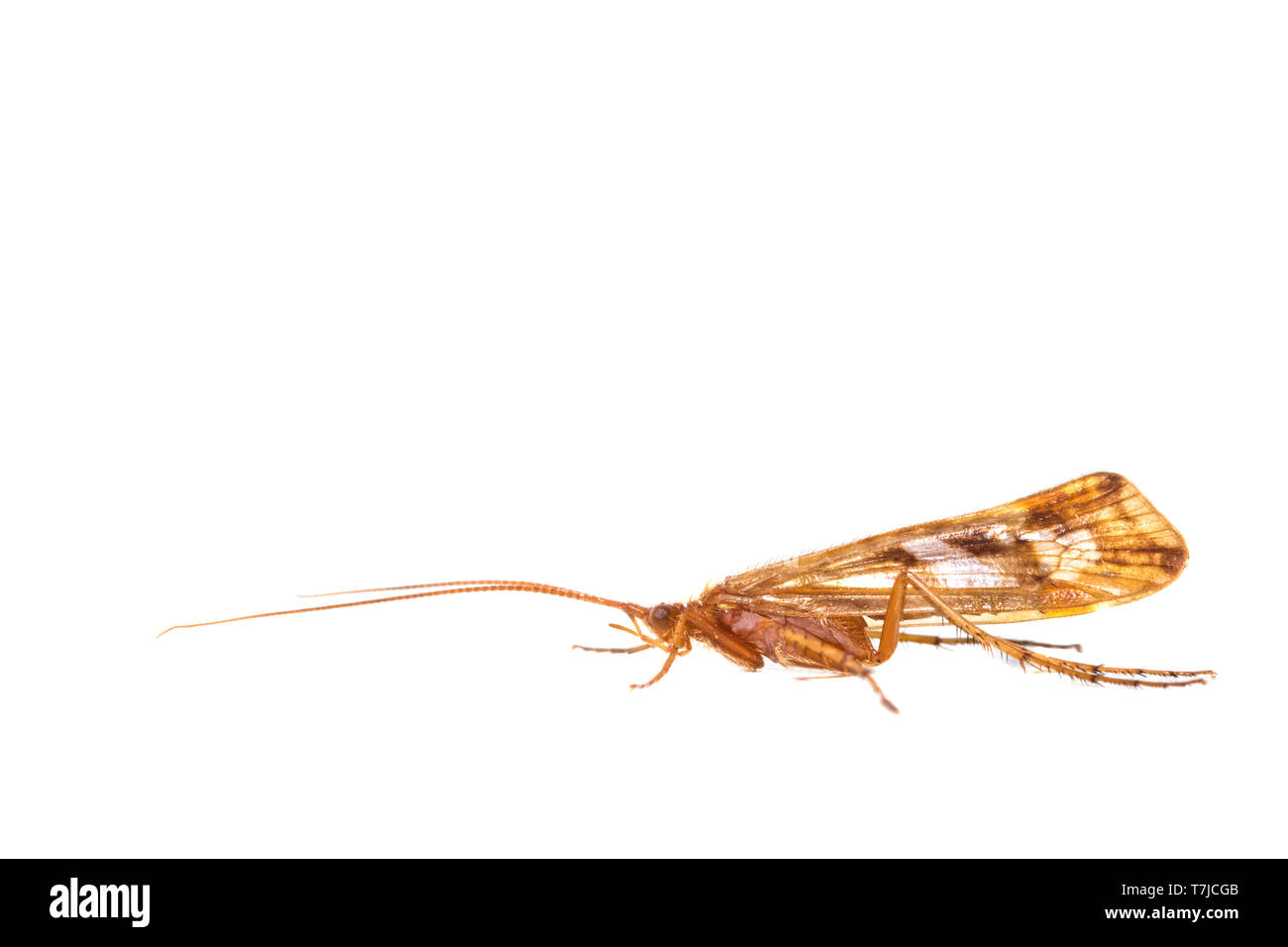 Side view arthropoda Cut Out Stock Images & Pictures - Alamy