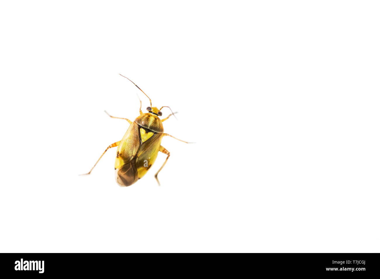 Lygus bugs hi-res stock photography and images - Alamy