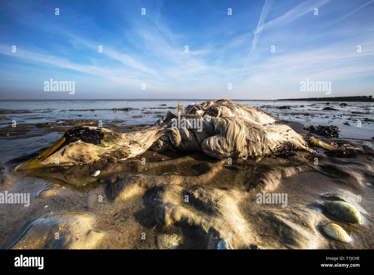 Male dead Common Eider Stock Photo - Alamy