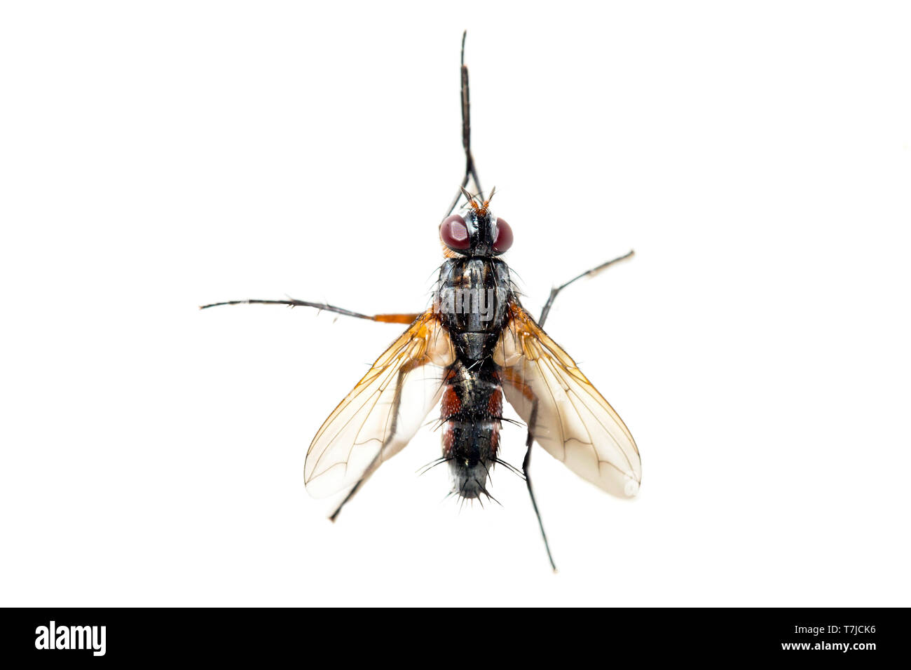 Mintho rufiventris hi-res stock photography and images - Alamy