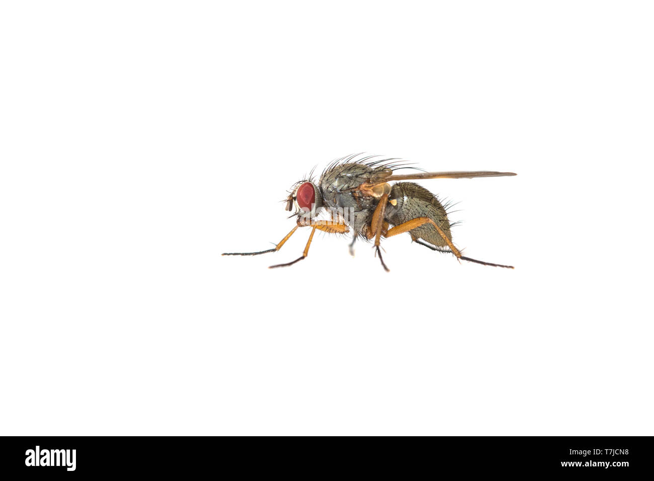 Diptera muscidae Cut Out Stock Images & Pictures - Alamy