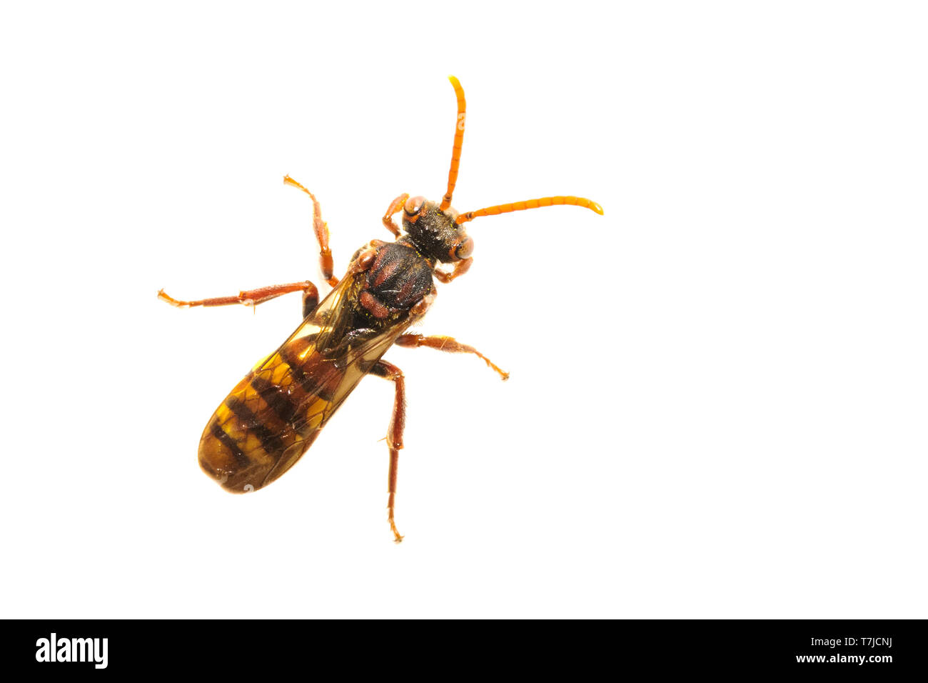 Nomade bee hi-res stock photography and images - Alamy