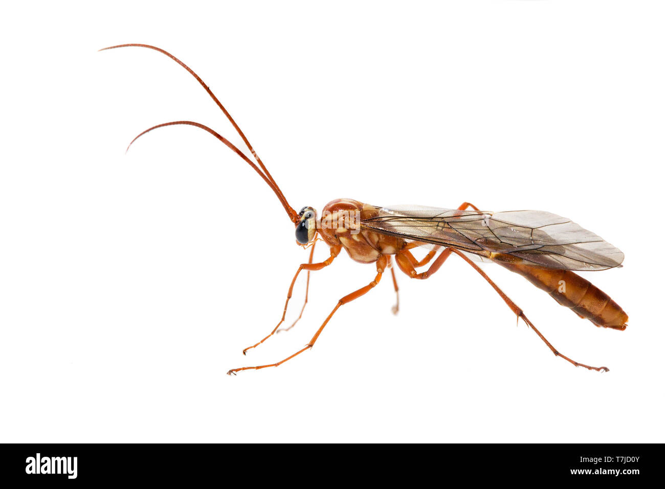 Ophion obscuratus hi-res stock photography and images - Alamy