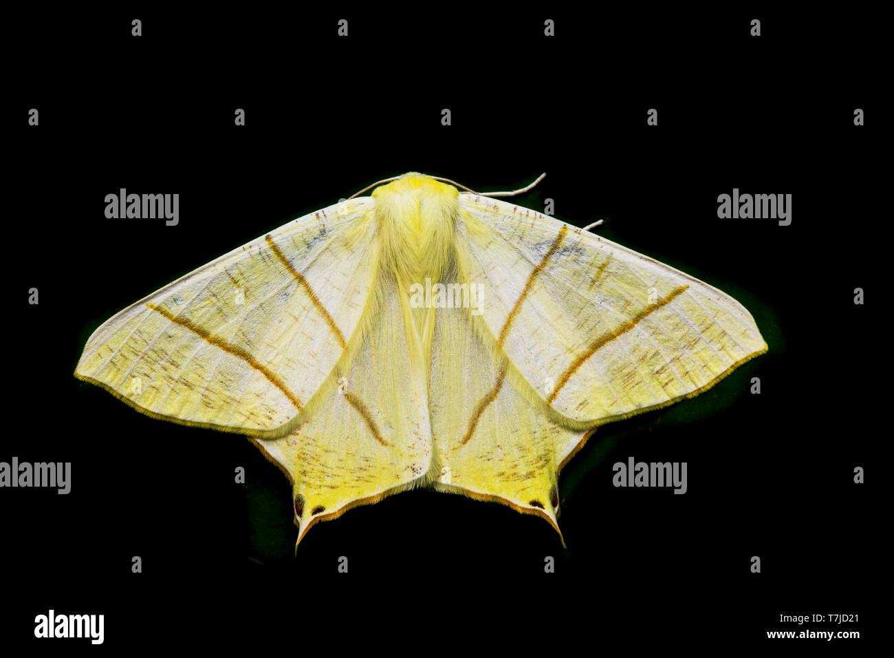 Swallow tailed moth hi-res stock photography and images - Alamy