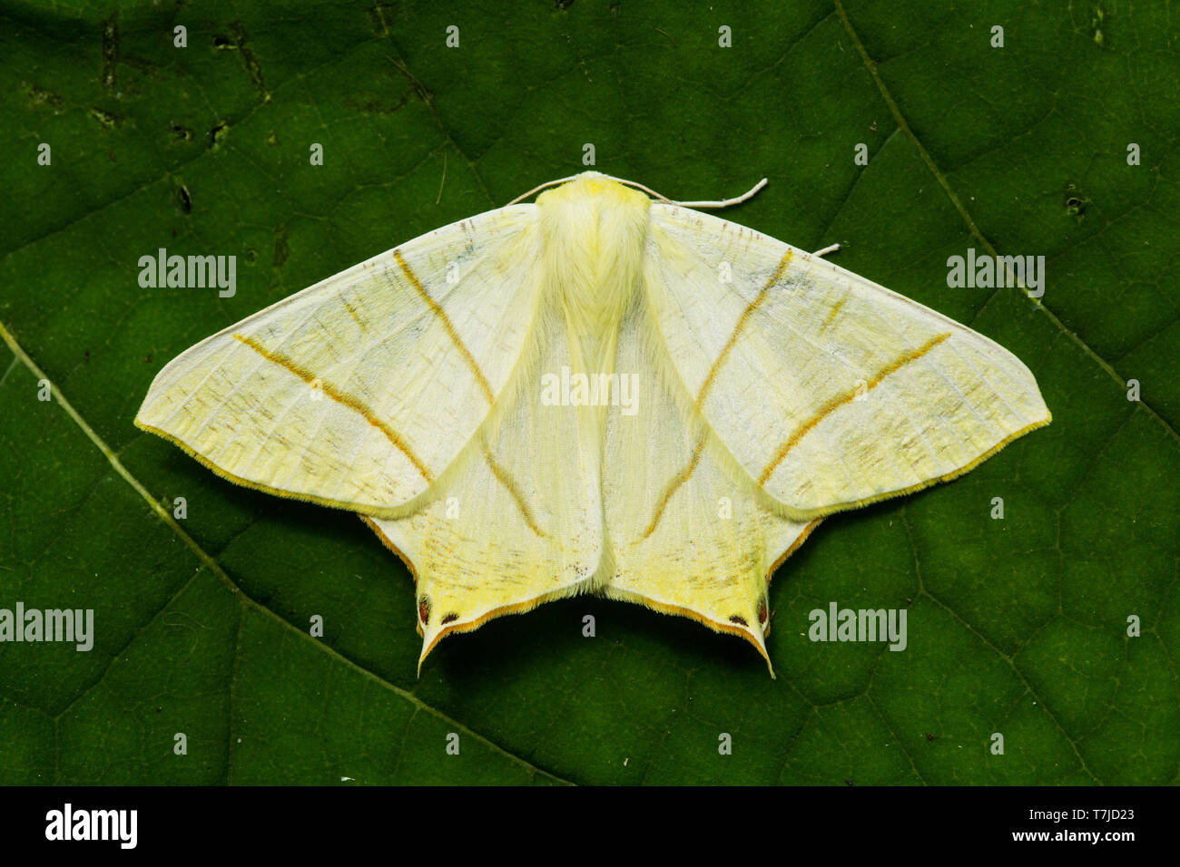 Ourapteryx sambucaria, Swallow-tailed Moth Stock Photo - Alamy