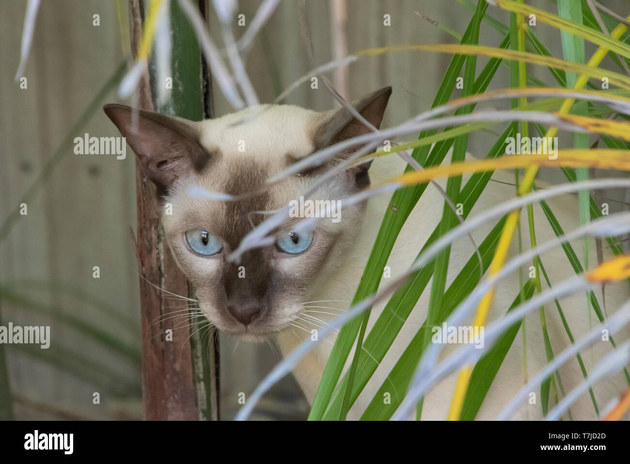 cat in a suburban garden Stock Photo - Alamy
