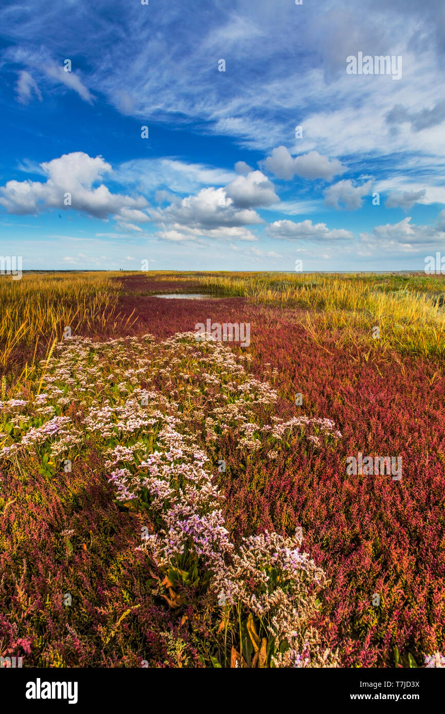 Violette strandnelke hi-res stock photography and images - Alamy