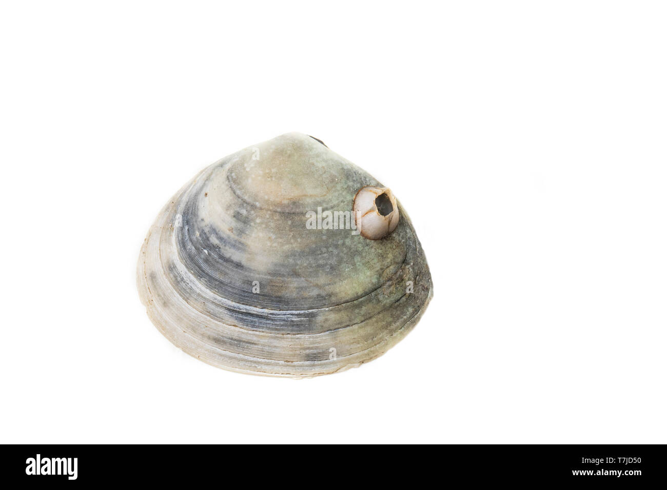Peppery Furrow Shell Stock Photo - Alamy