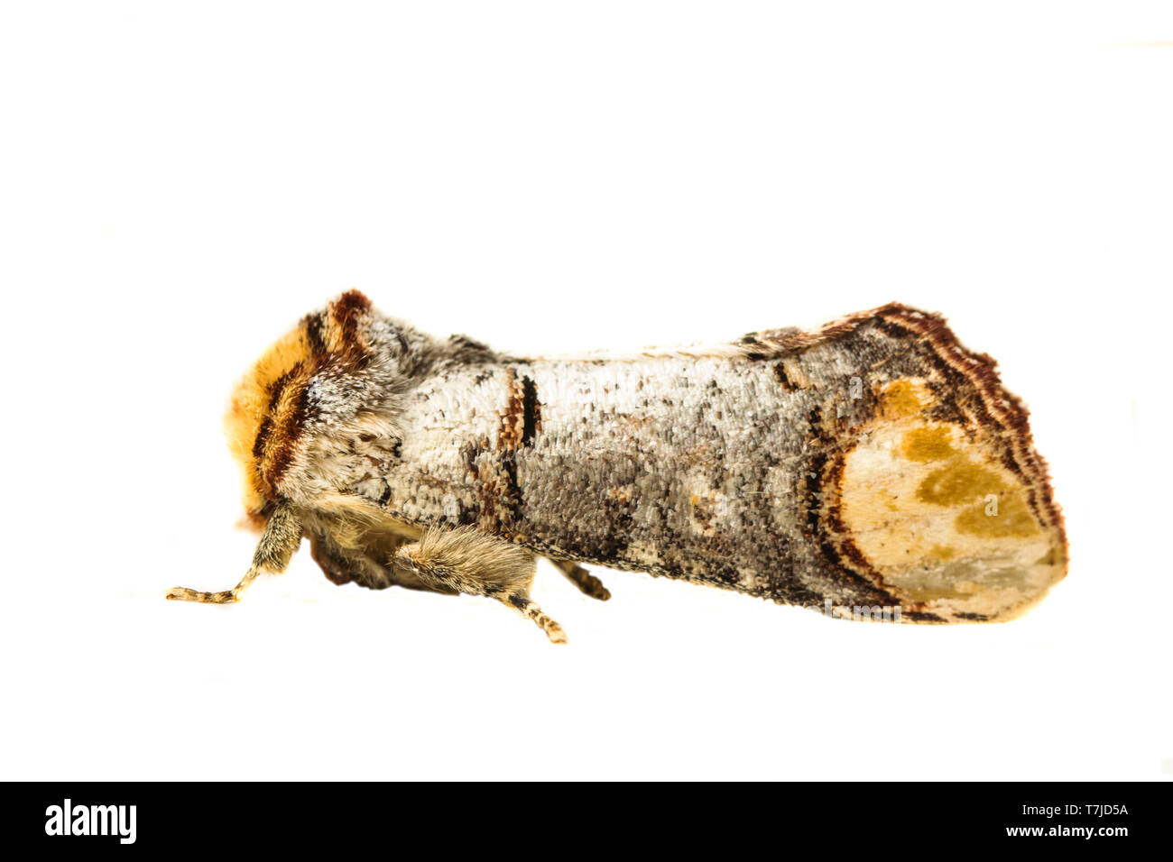 Buff background Cut Out Stock Images & Pictures - Alamy