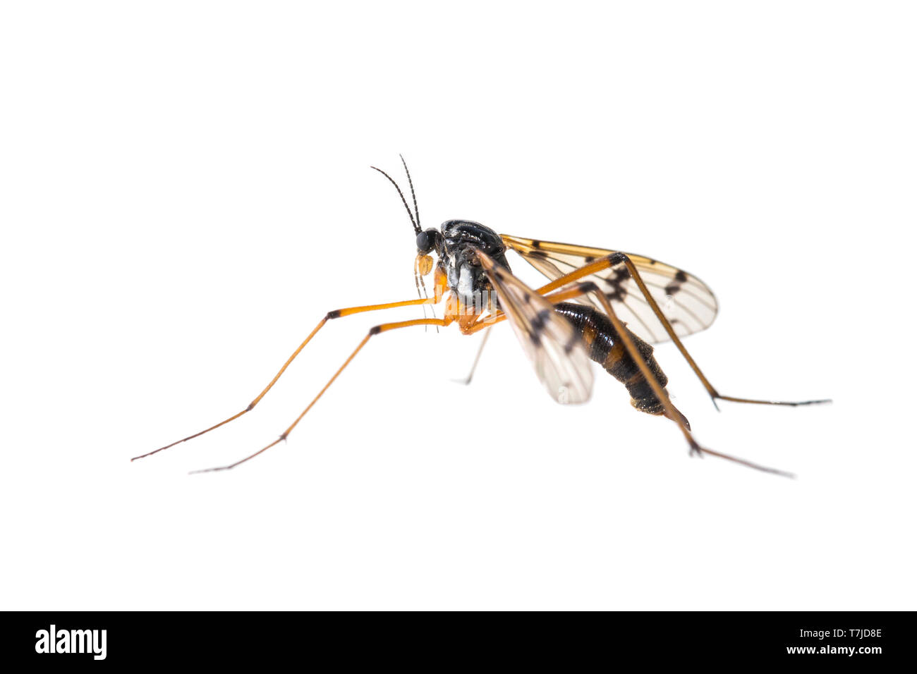 Phantom Cranefly, Ptychoptera contaminata Stock Photo - Alamy