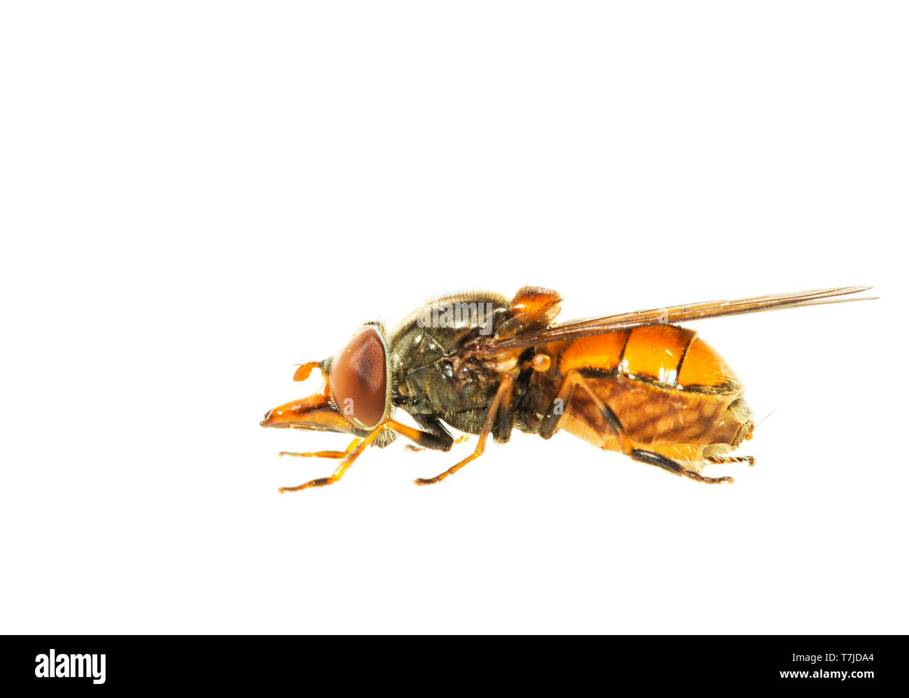 Common Snout-hoverfly, Rhingia campestris Stock Photo - Alamy