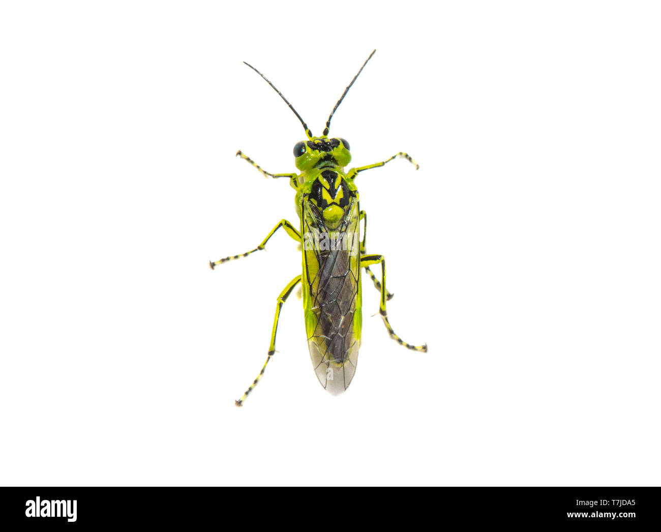 Rhogogaster chlorosoma sawflies Stock Photo - Alamy