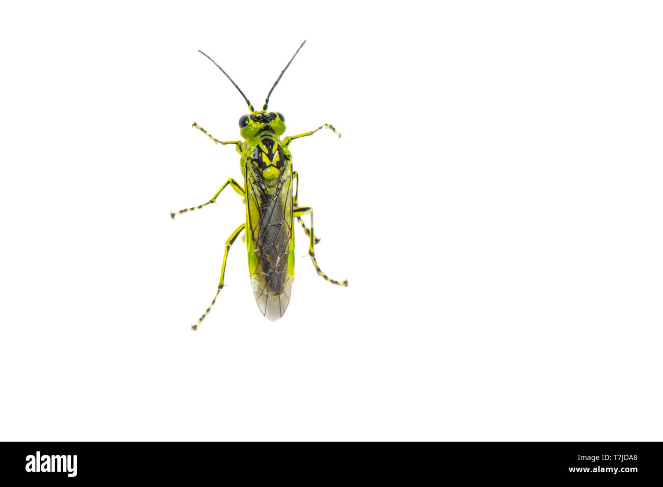 Rhogogaster chlorosoma sawflies Stock Photo - Alamy