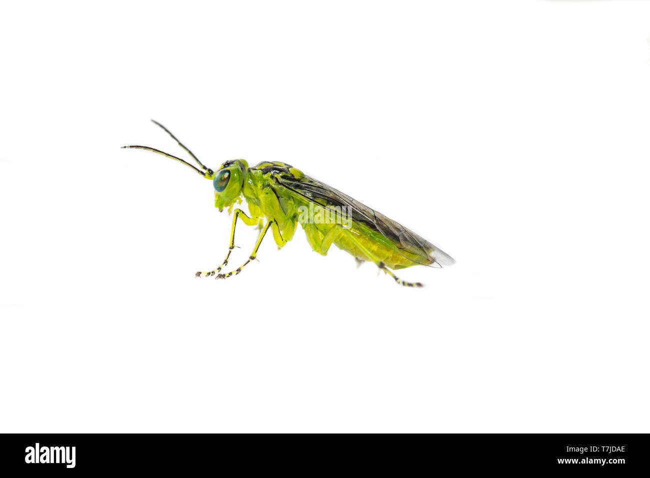 Rhogogaster chlorosoma sawflies Stock Photo - Alamy