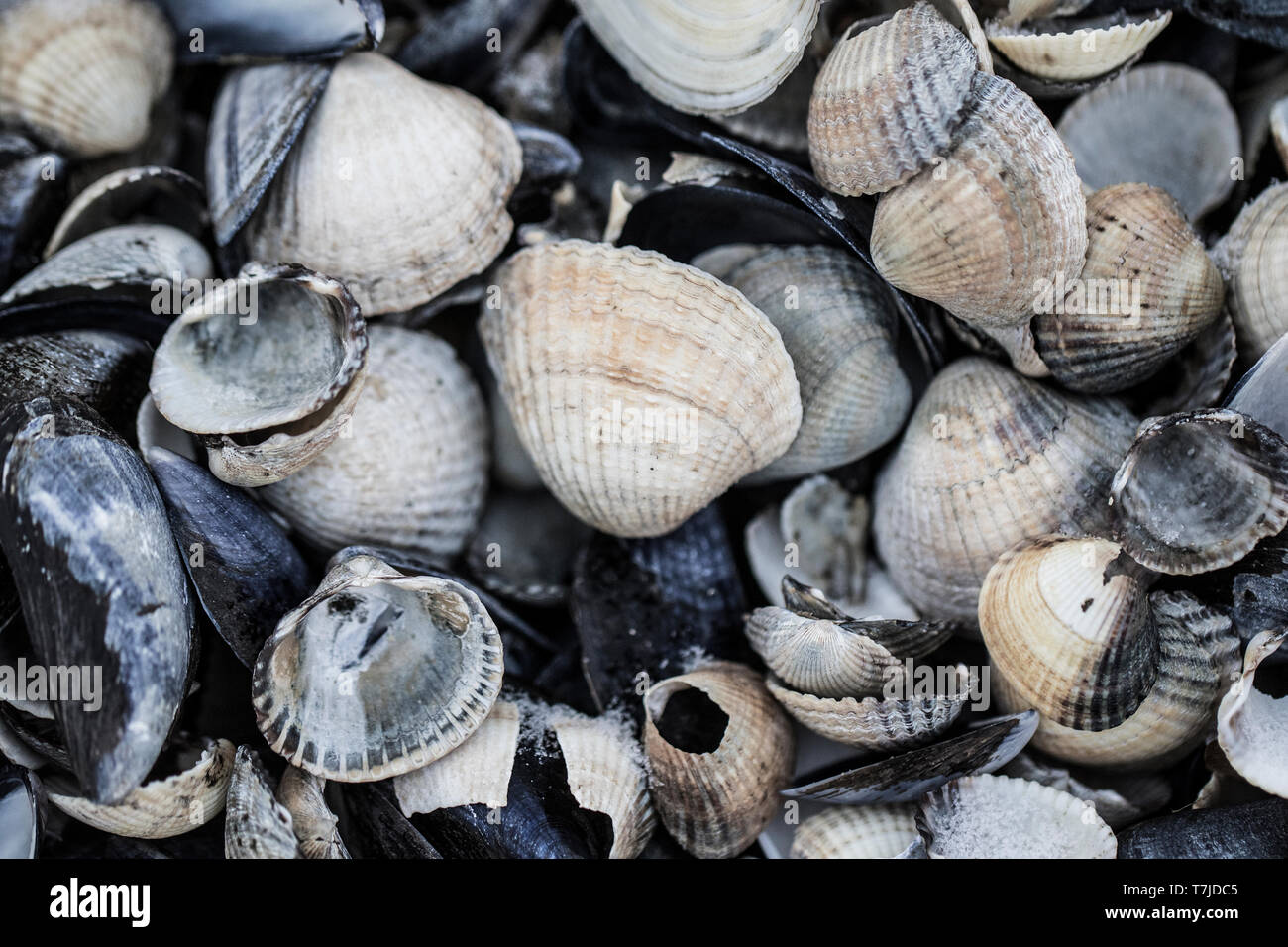 Common mussel shells mytilus edulis hi-res stock photography and images ...