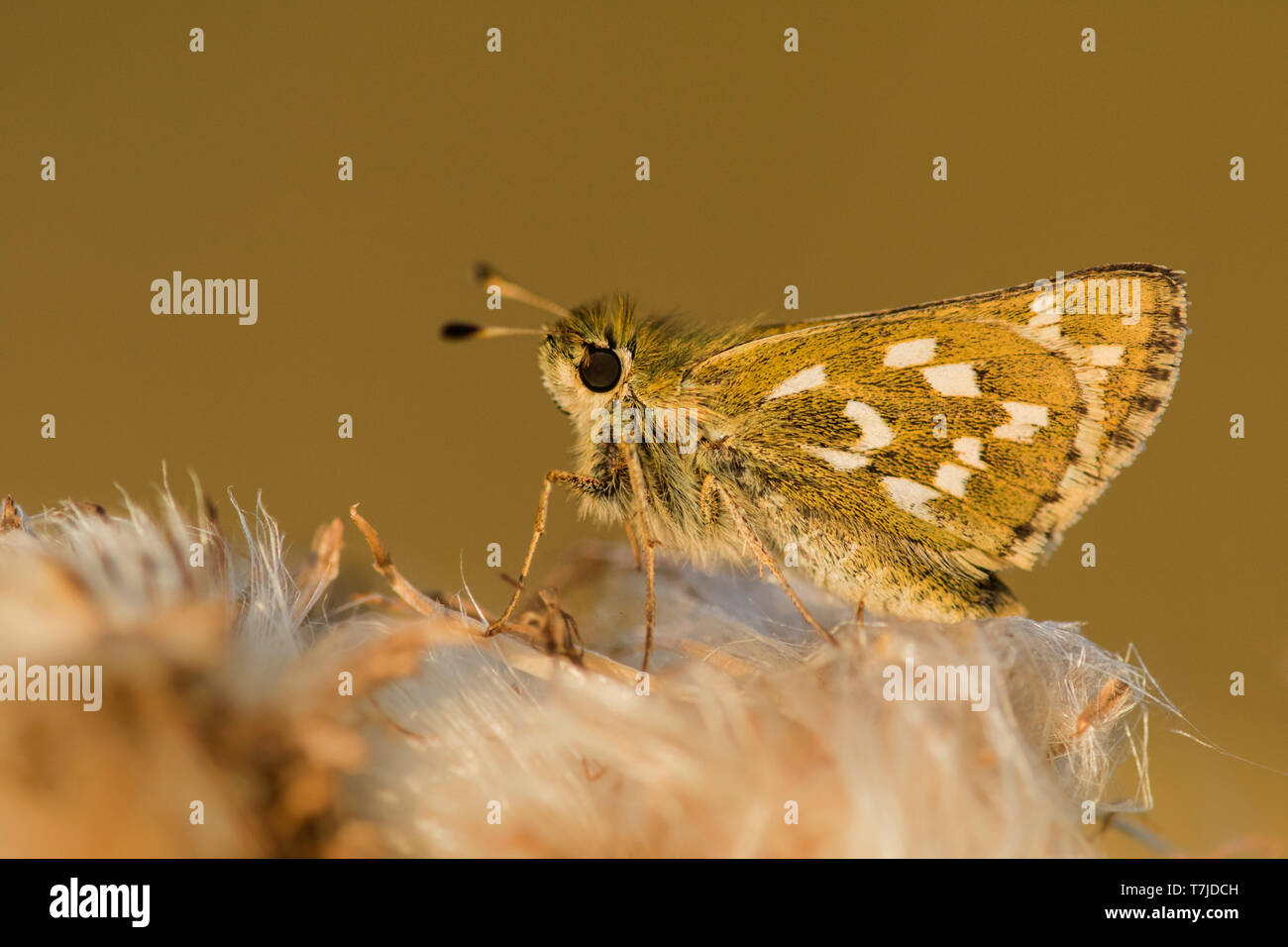 Silver-spotted Skipper, Hesperia comma Stock Photo - Alamy