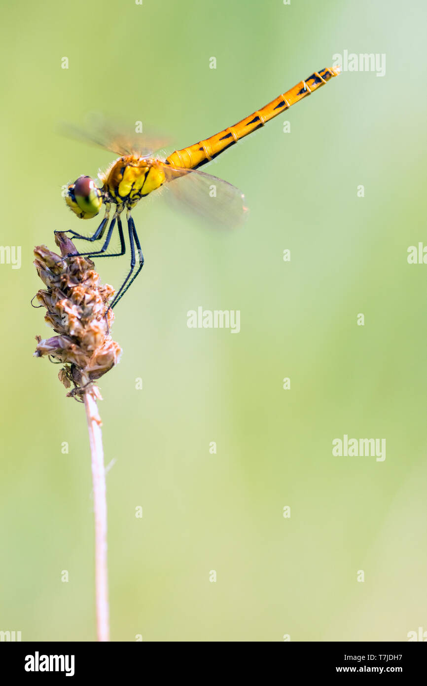 Spotted Darter, Marshland Darter, Sympetrum depressiusculum Stock Photo ...