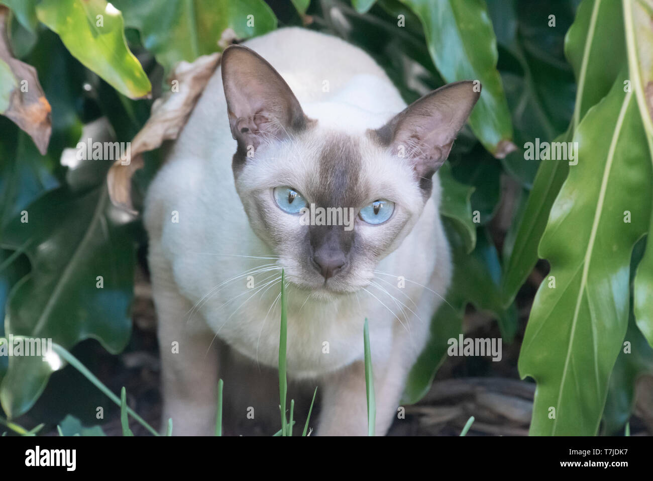 cat in a suburban garden Stock Photo - Alamy